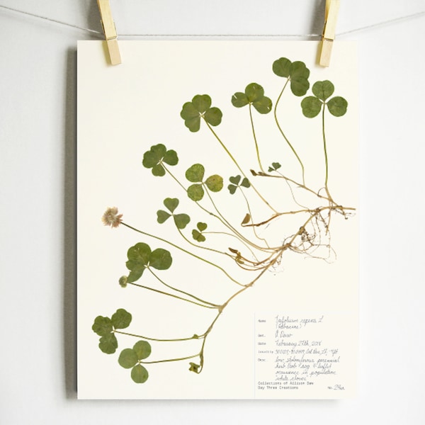 Four Leaf Clover - Etsy