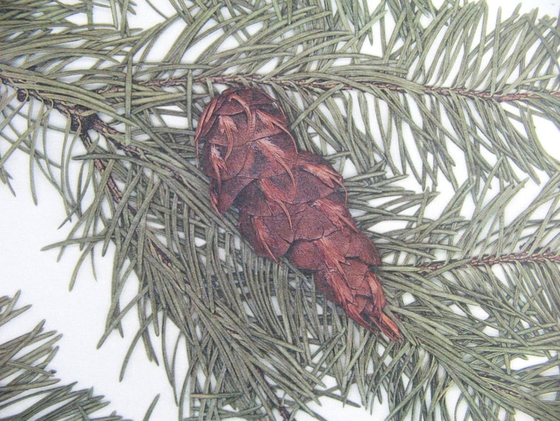 Douglas Fir Print Set Christmas Decor Pressed Plant Print - Etsy