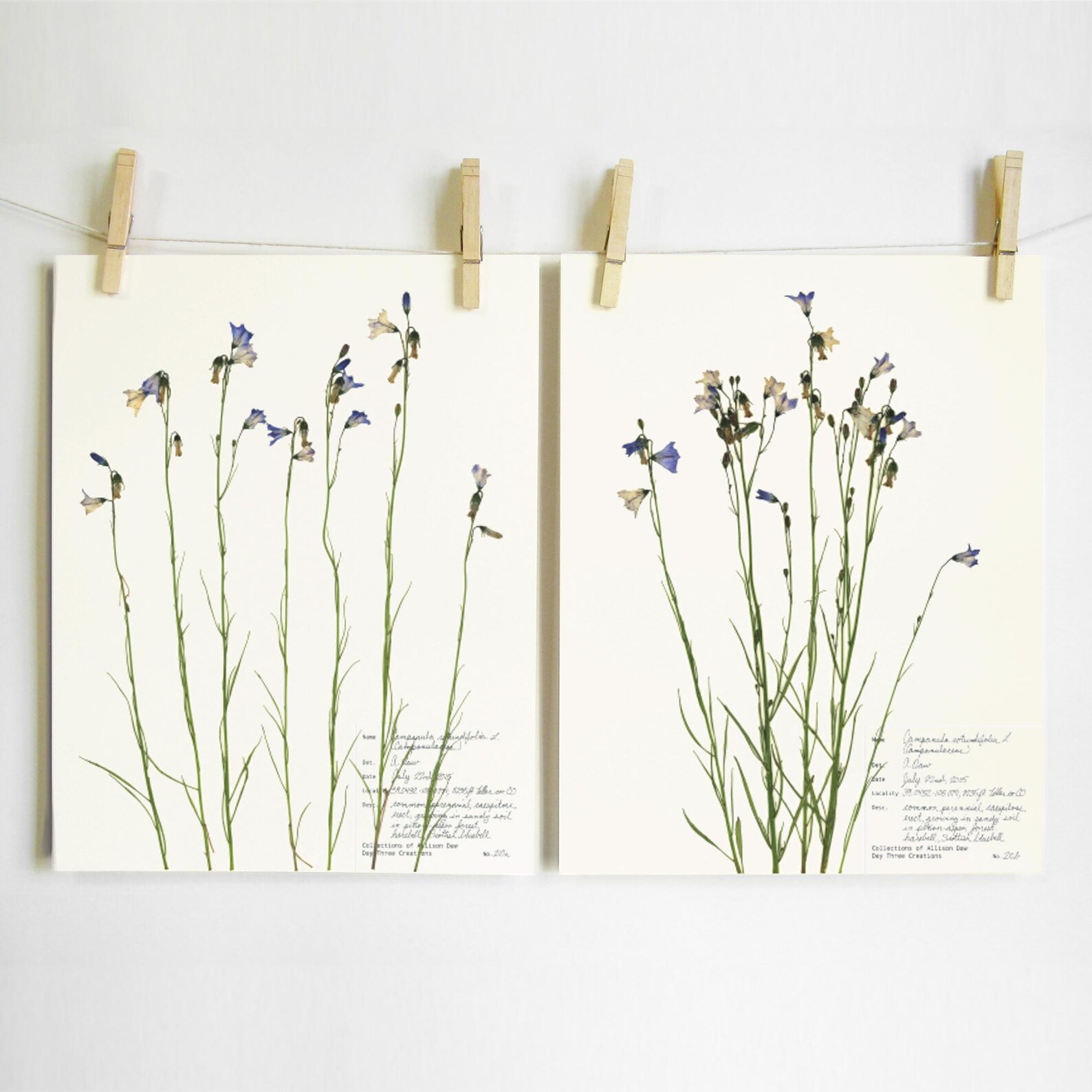 Scottish Bluebell Print Set; Colorado Wildflower Prints Botanical Print ...