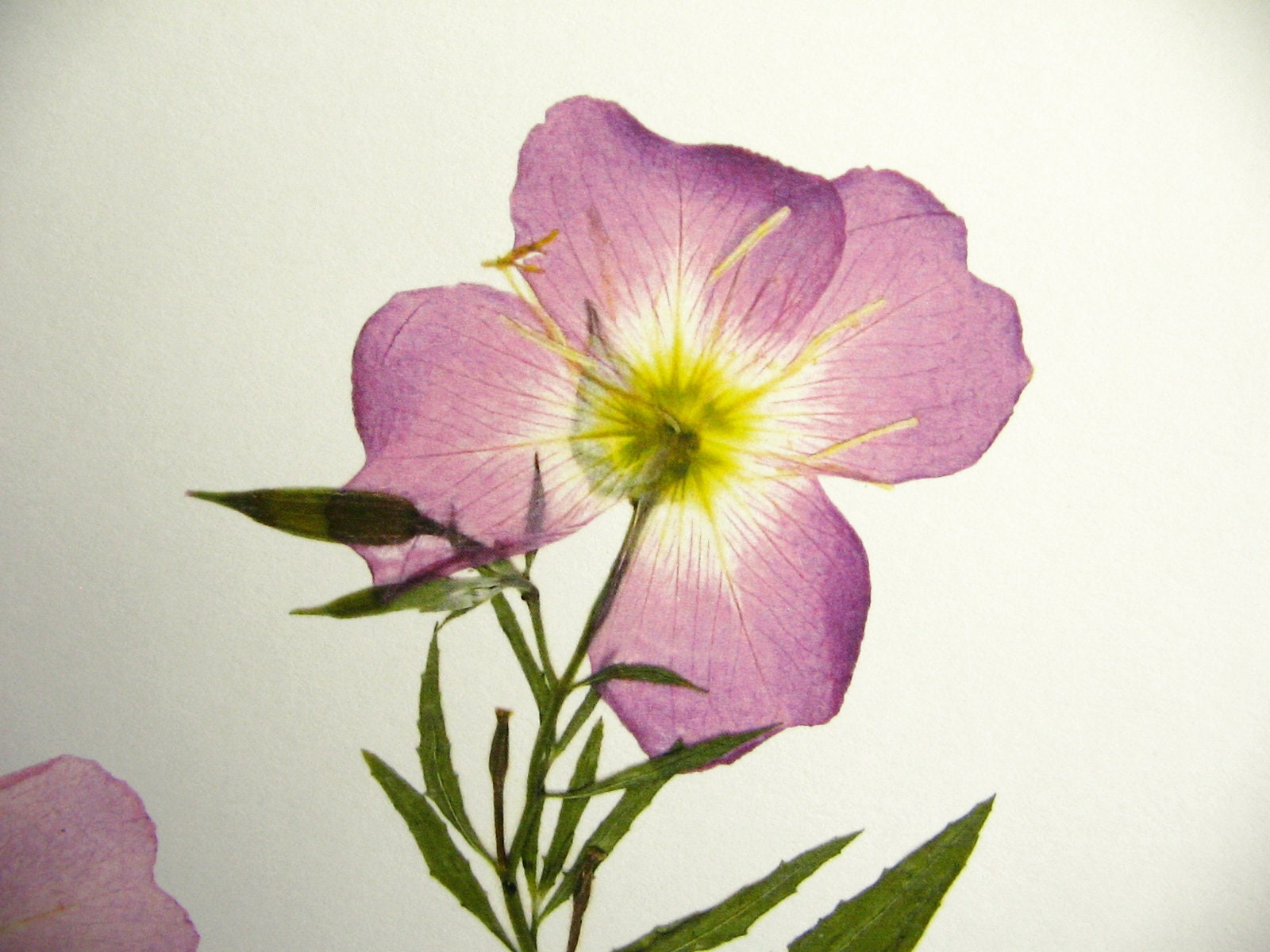 Primrose Print Pressed Flower Print Purple Nursery Décor | Etsy