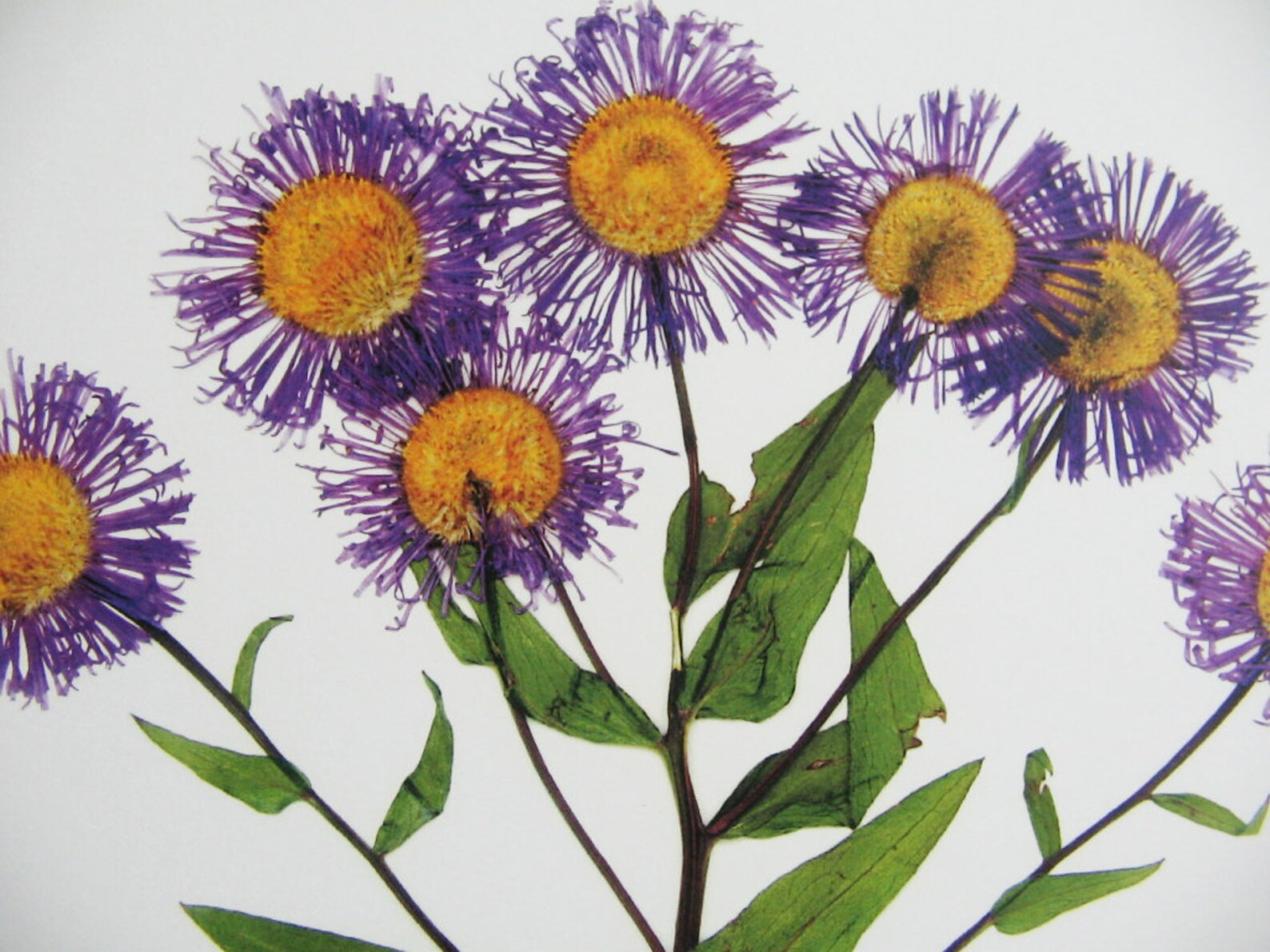 Purple Flower Print Set of 6 Purple Wall Art Purple Botanical - Etsy