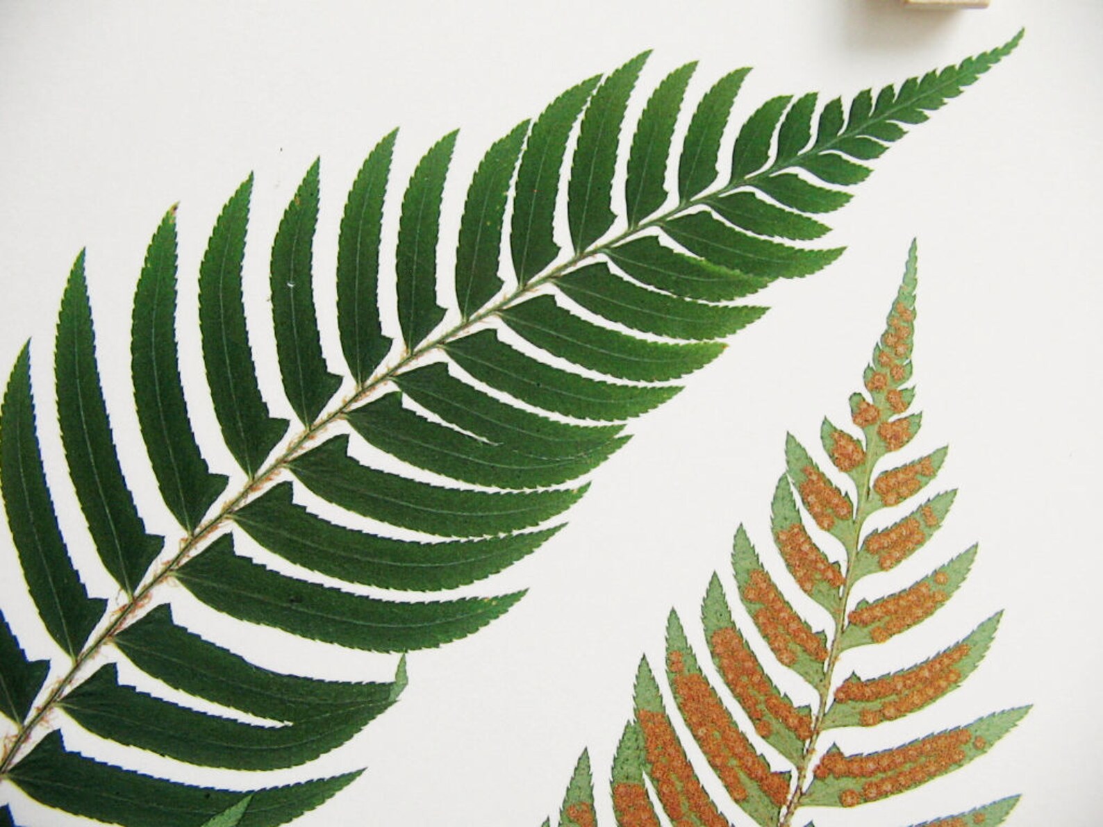 Fern Print Set of 6 Pressed Fern Gallery Wall Scientific | Etsy