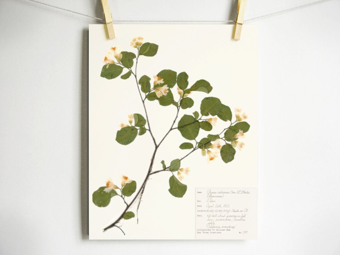 California Snowdrop Print; Pressed Plant Print of White California ...