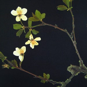 Black Background Botanical Print Set of 6; Dark Botanicals With Neutral ...