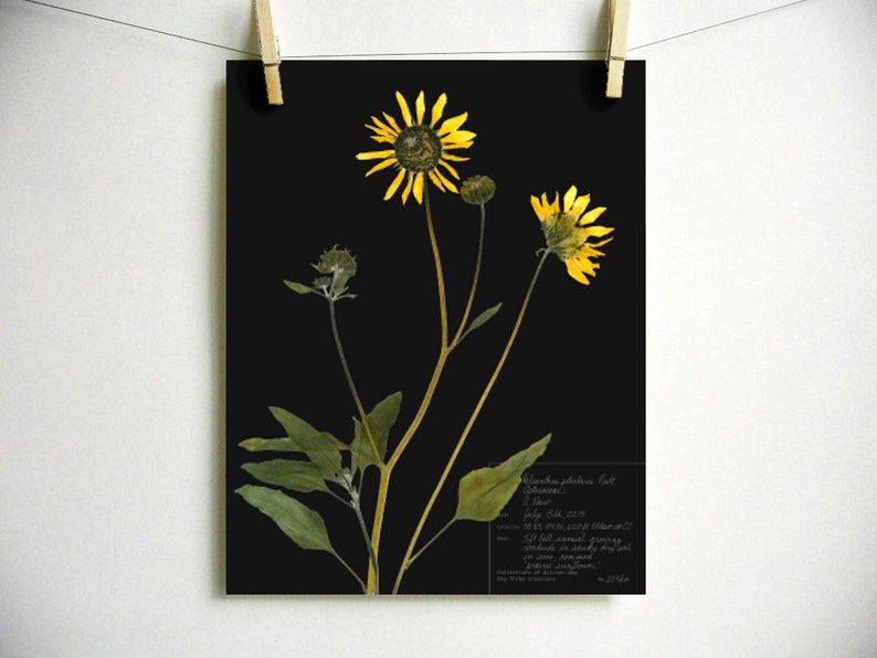 Prairie Sunflower Print; Pressed Botanical of Colorado Wildflower ...