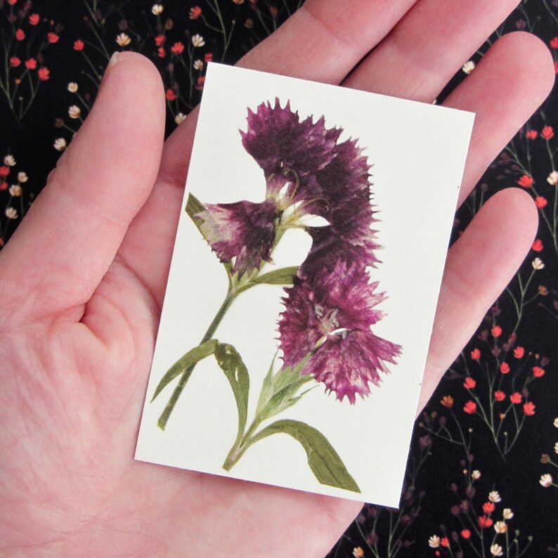 Mini Pressed Flower Artwork 2x3 Inch Print of Daisy Geranium Dianthus ...