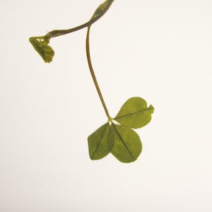 Double Four Leaf Clover Print Set; St Patricks Day Wall Art Pressed 4 ...
