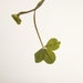 Double Four Leaf Clover Print Set; St Patricks Day Wall Art Pressed 4 ...