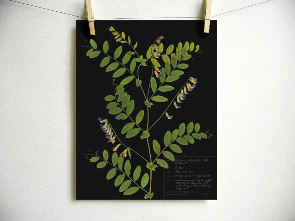 Leafy Pea Print Pressed Leaves Plant Art 8x10 Kitchen Print | Etsy