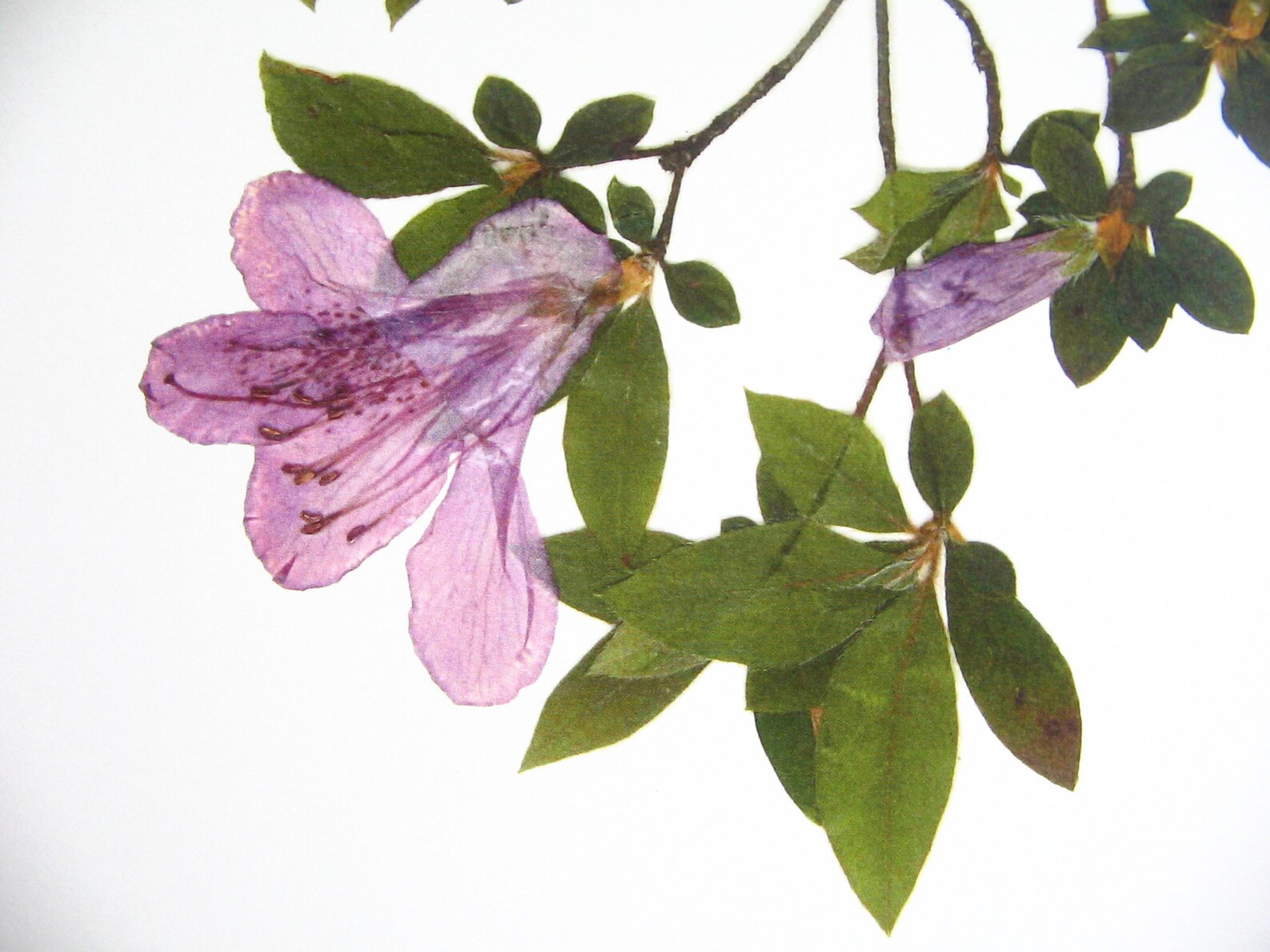 Azalea Print Pressed Flower Decor Pink and Green Wall Art | Etsy