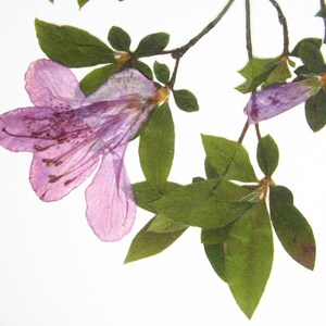Azalea Print; Pressed Flower Decor Pink and Green Wall Art Southern ...