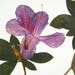 Azalea Print Pressed Flower Wall Art Plant Print Purple - Etsy