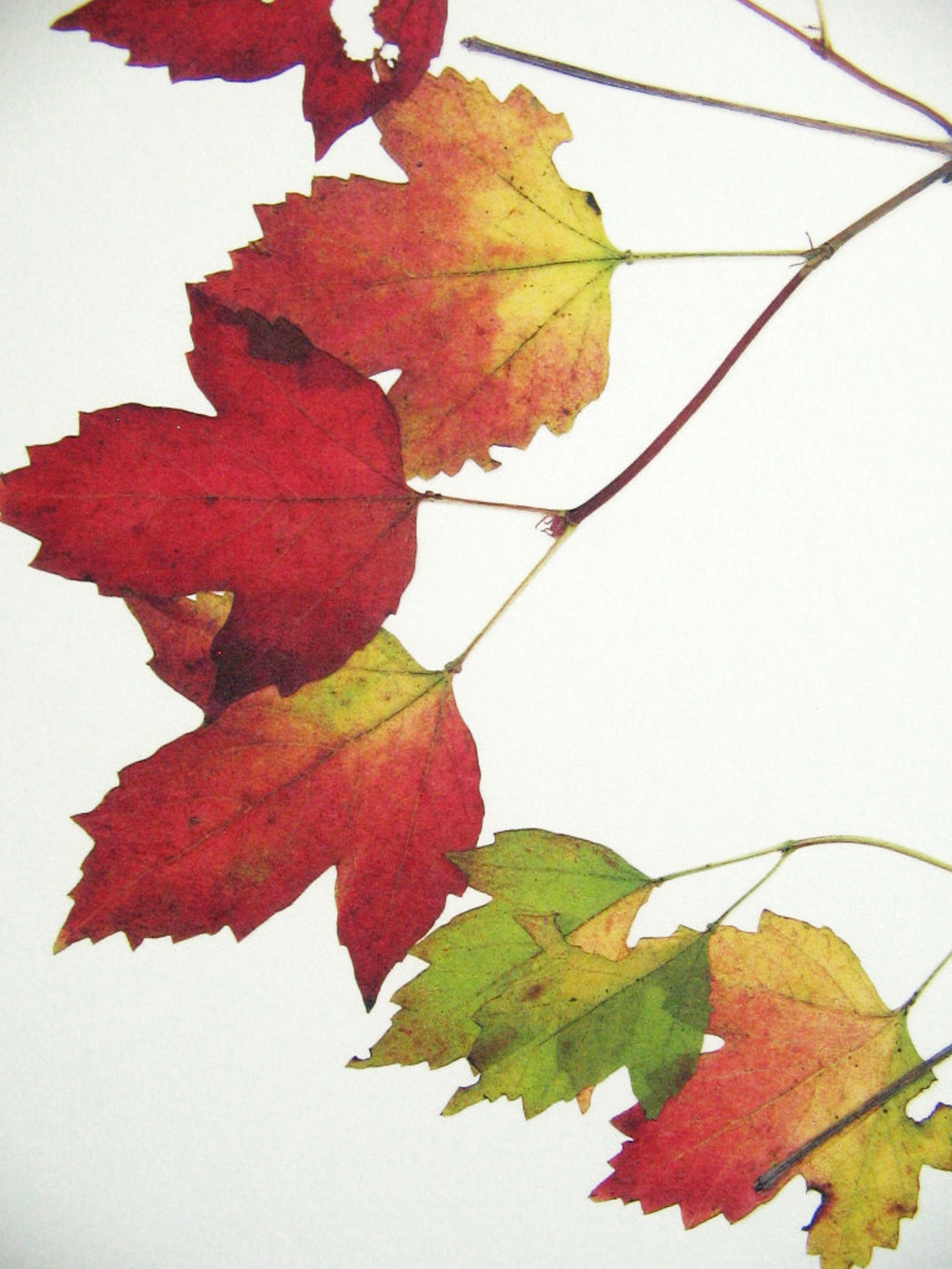 Fall Maple Leaves Print Set Fall Decor Botanical Print - Etsy