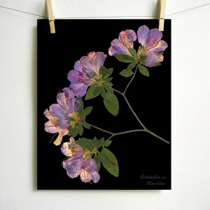 Azalea Print; Pressed Plant Art Modern Decor Botanical Print Pressed ...