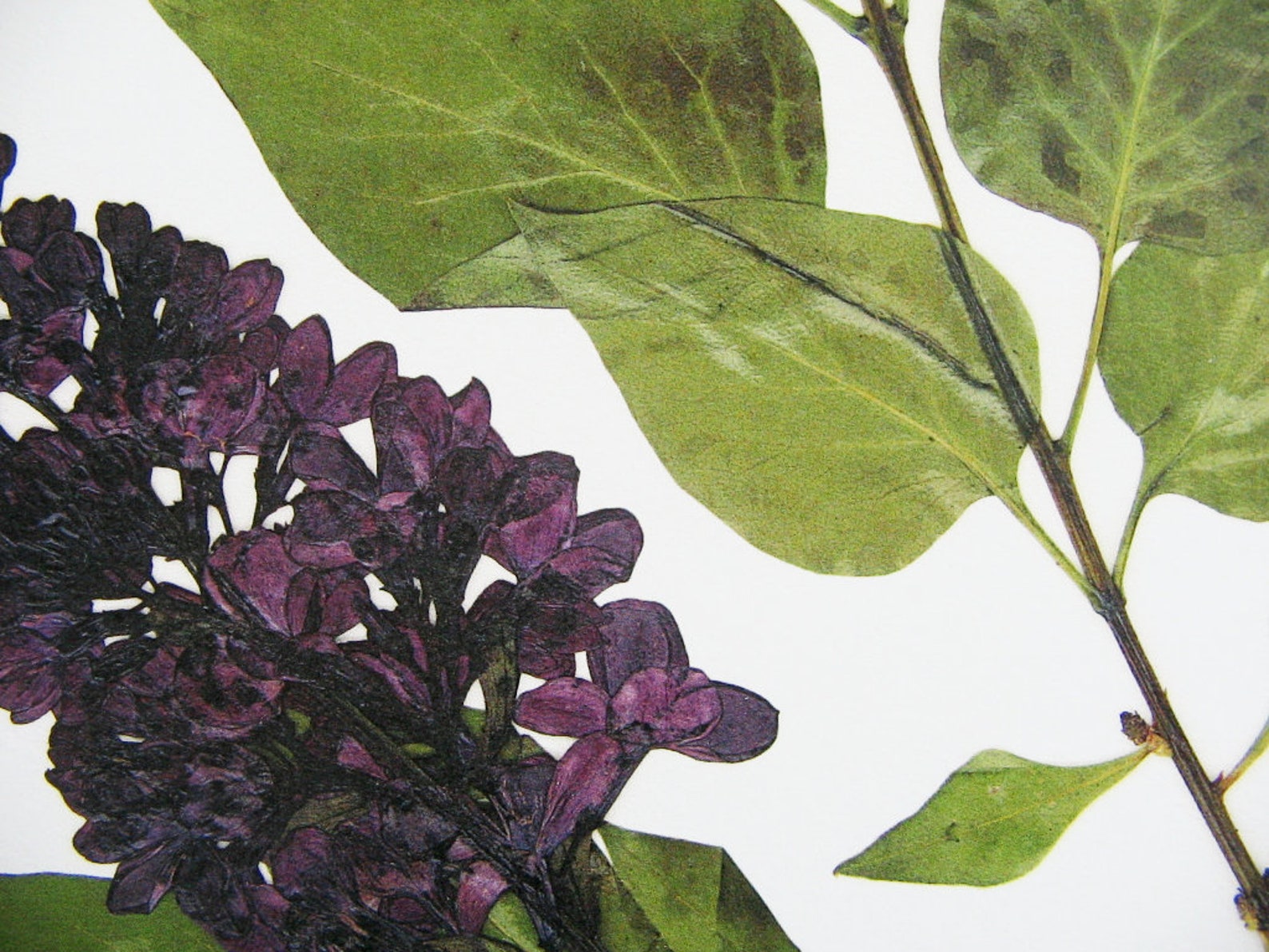 Lilac Print Set; Pressed Plant Art Purple Flower Home Décor Scientific ...