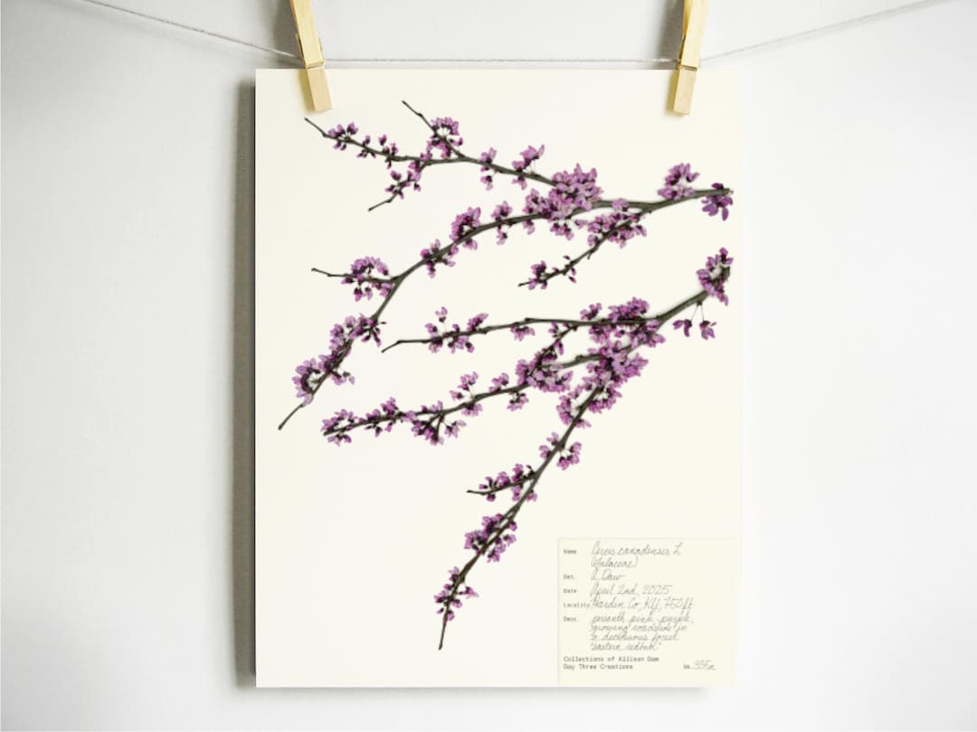 Eastern Redbud Print; Pressed Tree Branch With Pink Flowers Art With ...