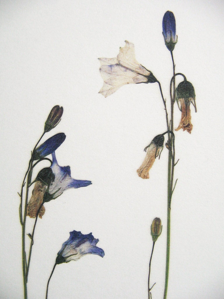 Harebell Print; Pressed Scottish Bluebell Botanical Print Blue Colorado ...