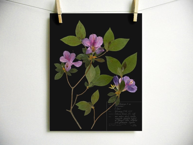 Azalea Print Pressed Flower Wall Art Plant Print Purple - Etsy