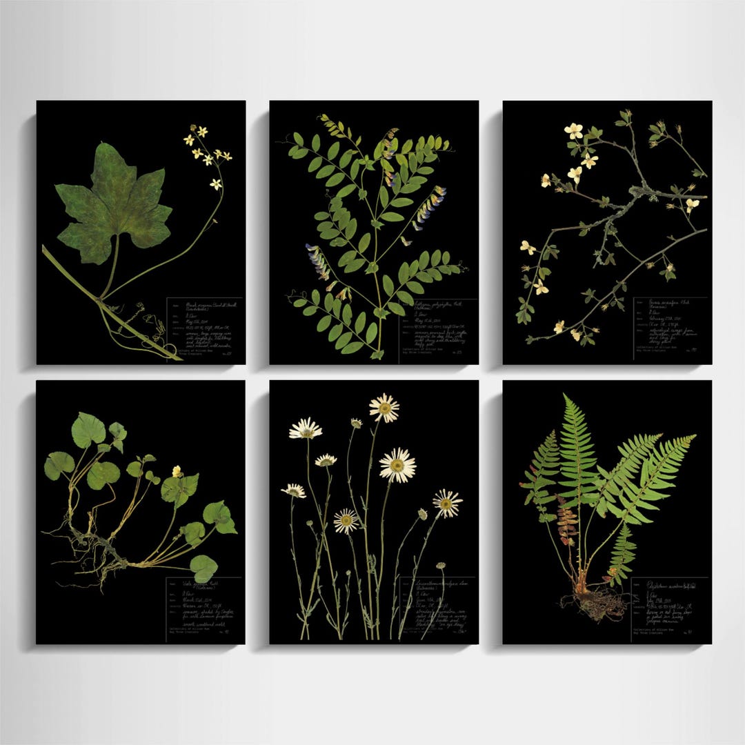 Black Background Botanical Print Set of 6; Dark Botanicals With Neutral ...