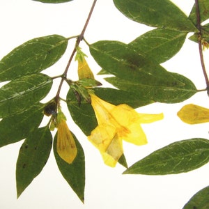 Yellow Jessamine Print; Pressed Plant Art Botanical Art Carolina ...