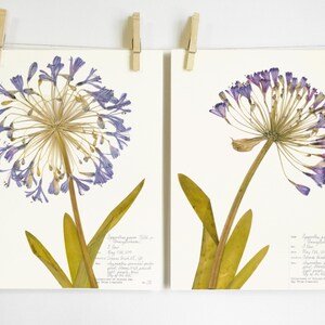 Agapanthus Print Set of 2; Purple Flower Art Pressed Plant Décor ...