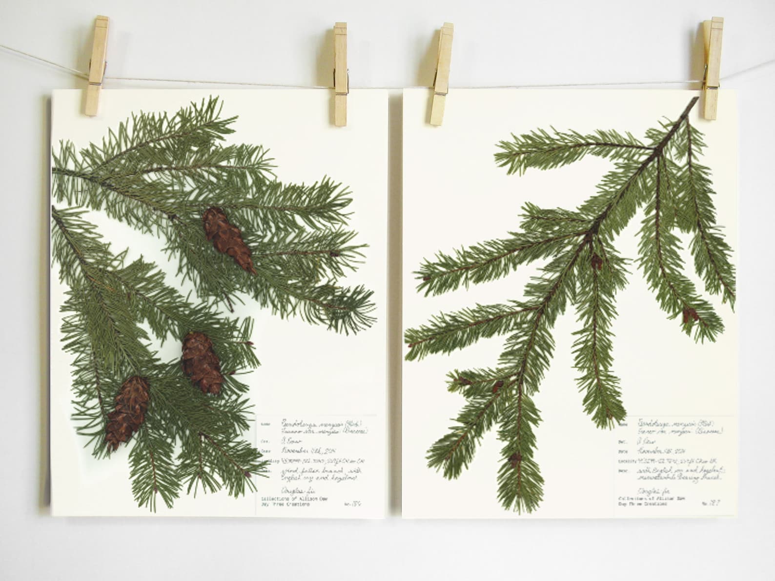 Douglas Fir Print Set Christmas Decor Pressed Plant Print - Etsy