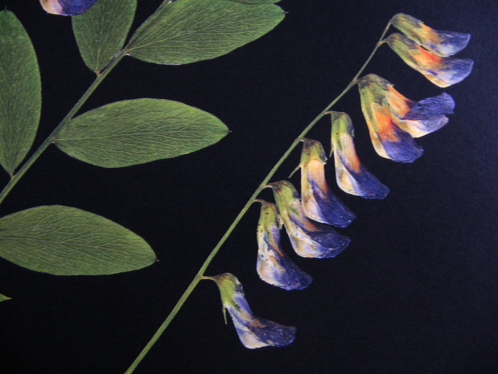 Black Background Botanical Print Set of 6 Dark Botanicals - Etsy