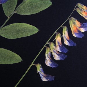 Black Background Botanical Print Set of 6; Dark Botanicals With Neutral ...