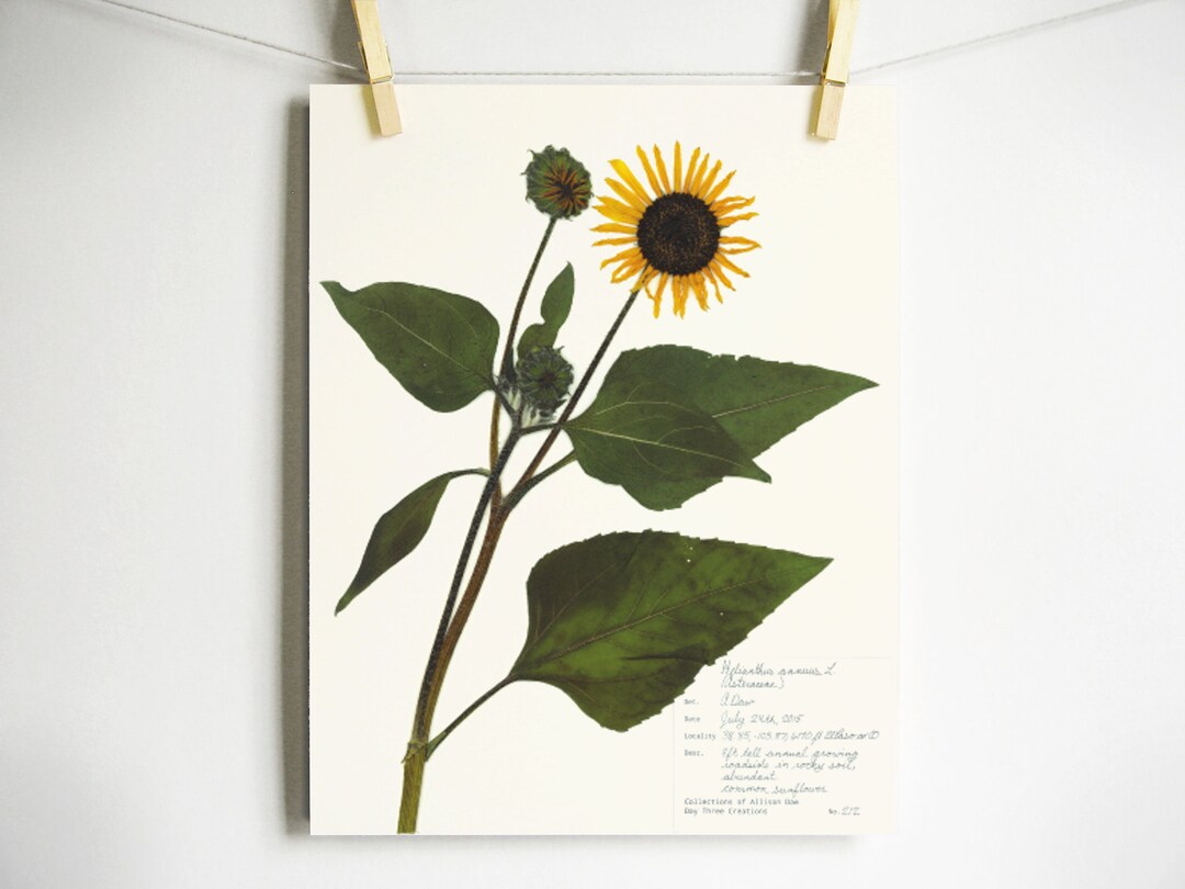 Sunflower Print; Pressed Sunflower Art Print of Original Herbarium ...