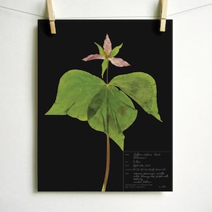 Western Trillium Print; Botanical Print Green Purple Pressed Flower Art ...
