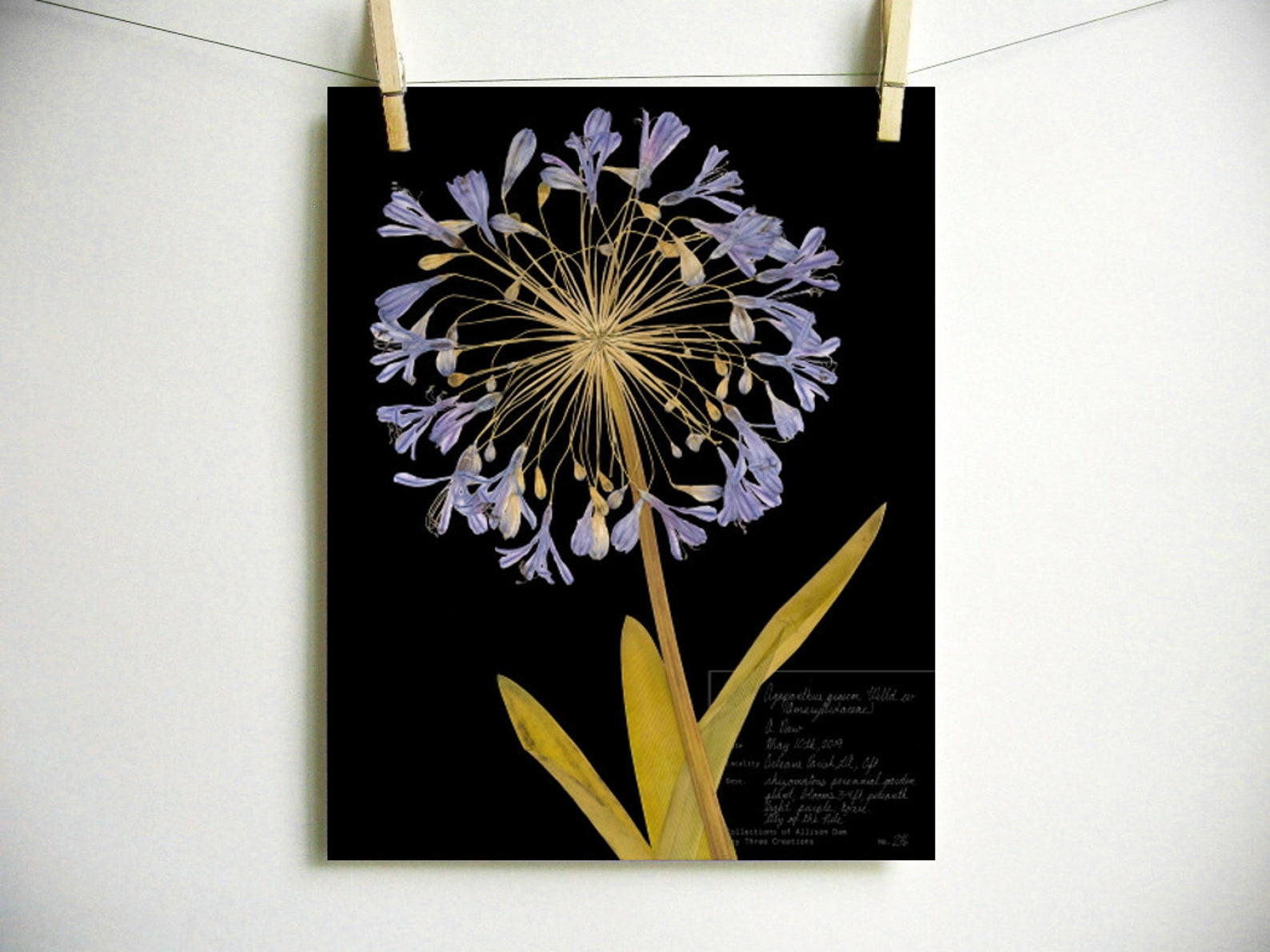Agapanthus Print Pressed Flower Print of Original Herbarium - Etsy