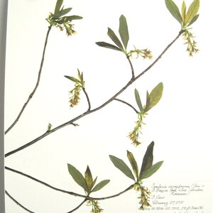 Indian Plum Tree Print Set of 2 Farmhouse Wall Art Pressed Leaf Art and ...