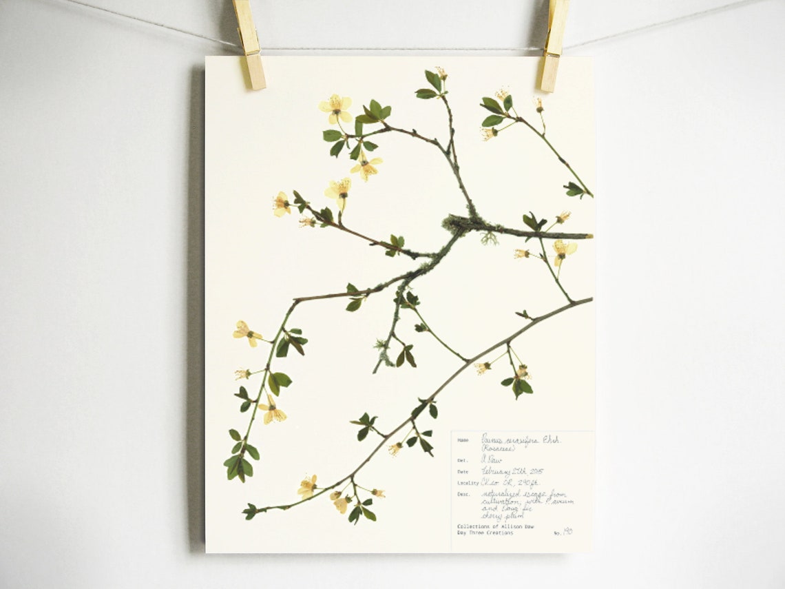 Cherry Plum Print Pressed Tree Branch Spring Flowers | Etsy