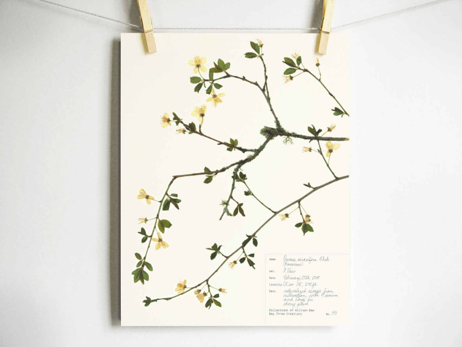 Cherry Plum Print; Pressed Tree Branch Spring Flowers Herbarium ...