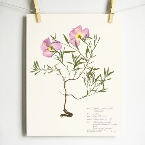 Primrose Print Pressed Flower Print Purple Nursery Décor | Etsy