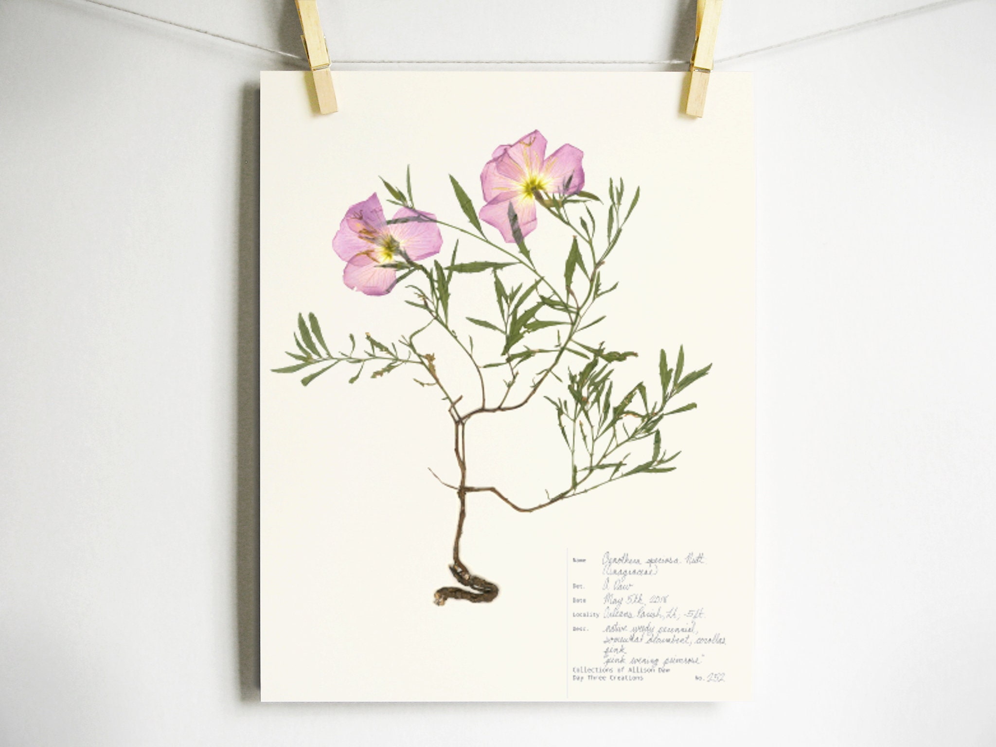 Pink Evening Primrose Drawing