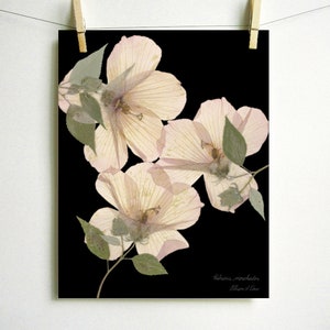 Hibiscus Print; Pressed Flower Print Pink Wildflower Art for Girl ...
