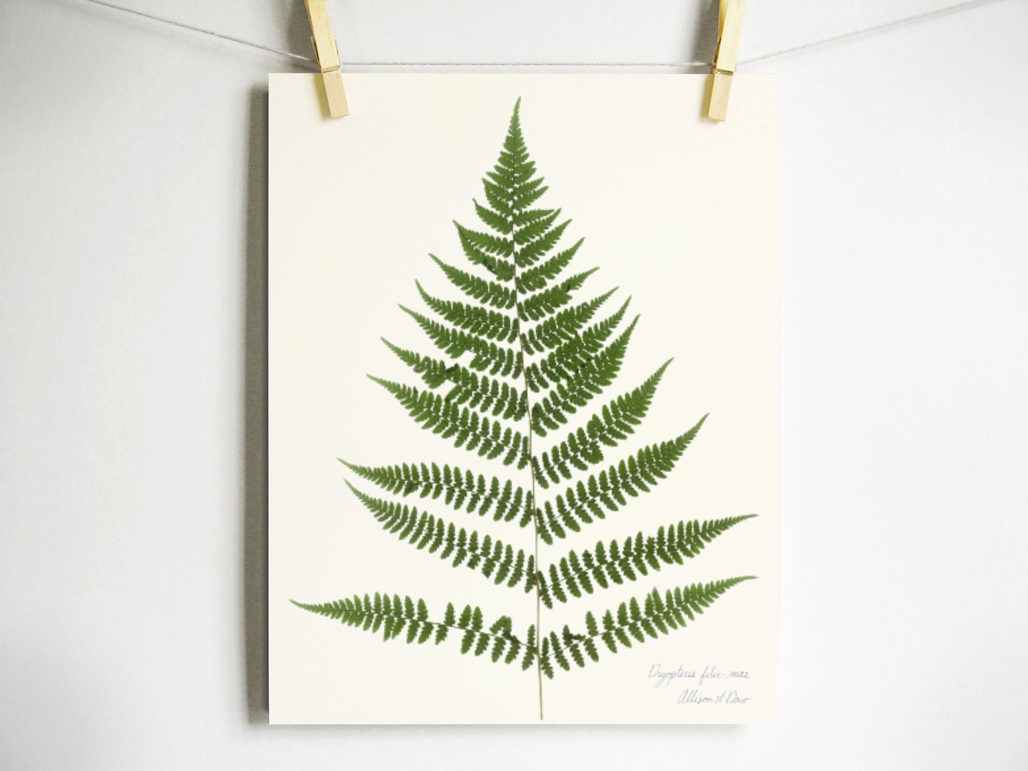 Male Fern Print; Nature Art Pressed Fern Frond Print of Dried Fern ...
