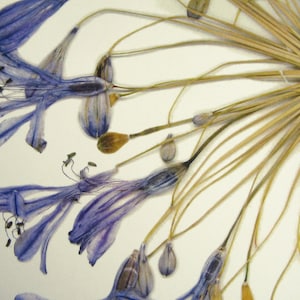 Agapanthus Print Set of 2; Purple Flower Art Pressed Plant Décor ...