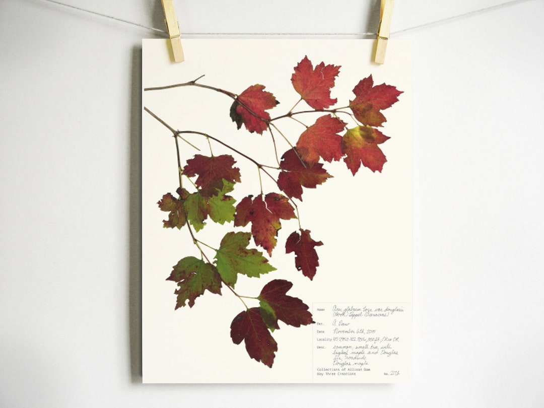 Douglas Maple Tree Print; Colorful Autumn Leaves Botanical Art Print ...