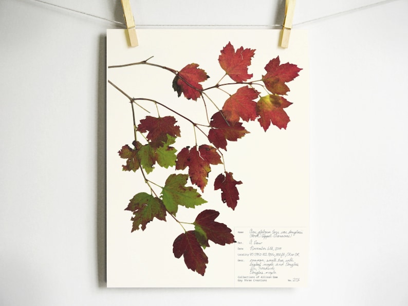 Douglas Maple Tree Print Colorful Autumn Leaves Botanical Art - Etsy