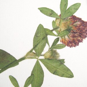 Print Set of Red Clover Pressed Botanicals, Original Herbarium Specimen ...