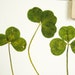 Double Four Leaf Clover Print Pressed Clover Herbarium Print of Rare ...