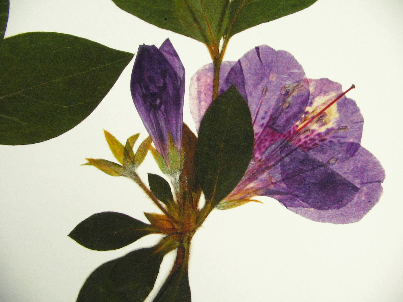 Azalea Print Pressed Flower Wall Art Plant Print Purple | Etsy