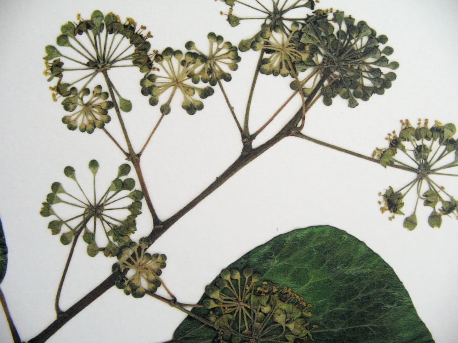 English Ivy Botanical Print; Print of Original, Herbarium Specimen ...