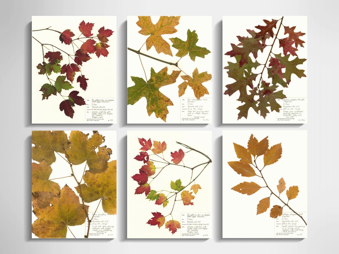 Fall Leaves Print Set; Fall Decor Thanksgiving Decor Set of 6 Prints ...