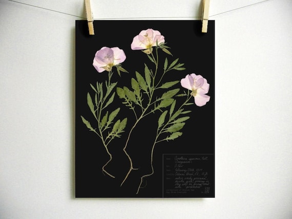 Evening Primrose Print Plant Art Pressed Flower Print Floral - Etsy