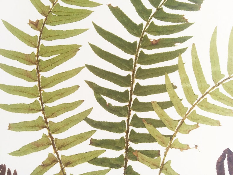 Fern Print Pressed Fern Art Botanical Art Inspired by Nature - Etsy