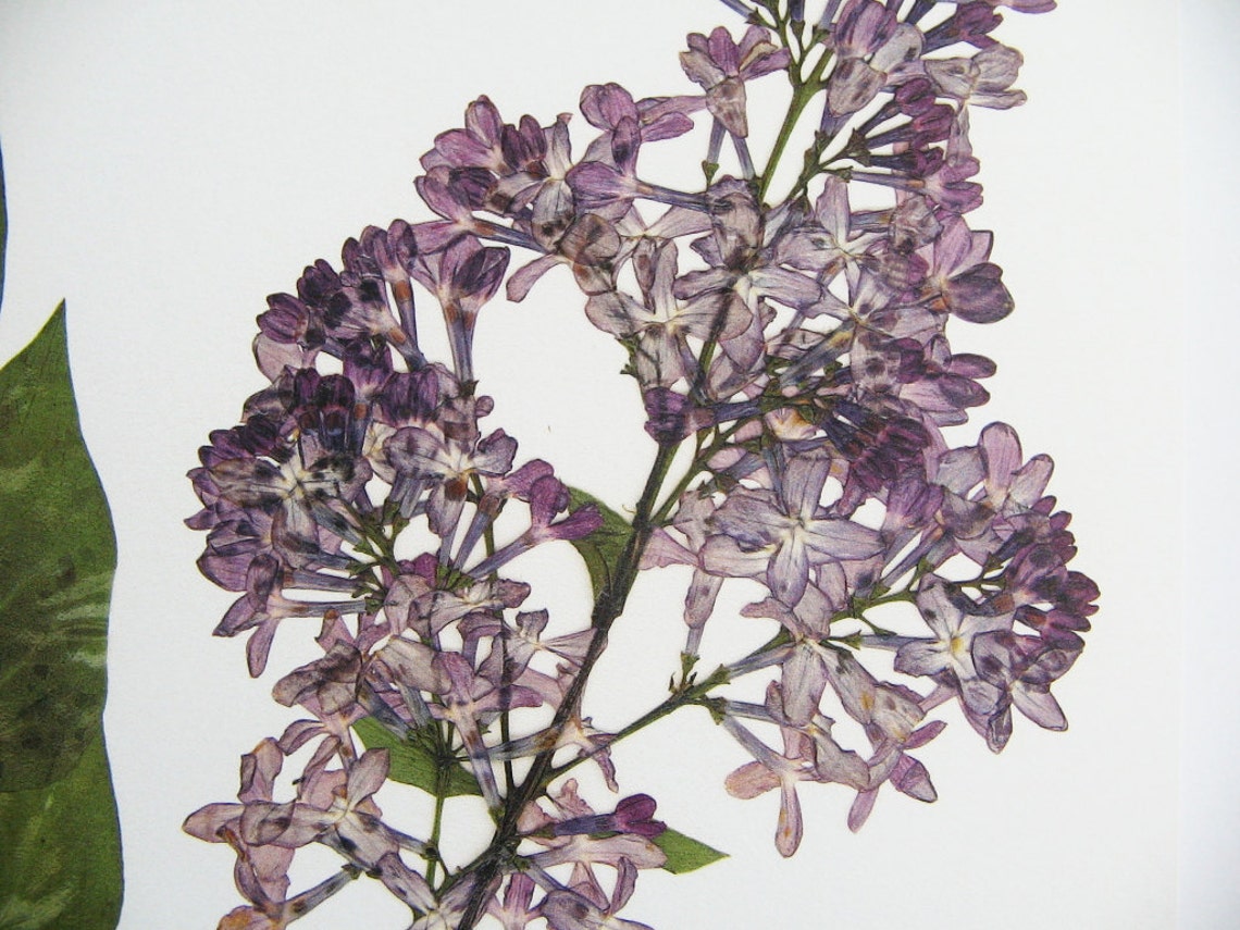Lilac Print Pressed Flower Print Purple Flowers Art Lilac Art - Etsy