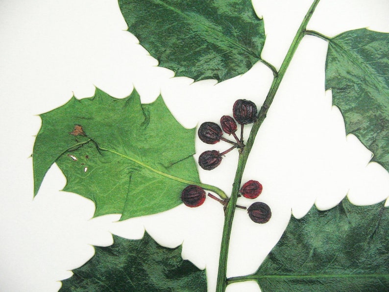Holly Print Set Christmas Wall Art Holiday Decor Pressed - Etsy